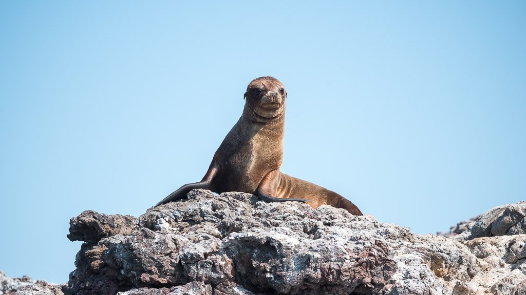 Galapagos Inseln Reisetipps • Alle wichtigen Infos für die Galapagos Reise